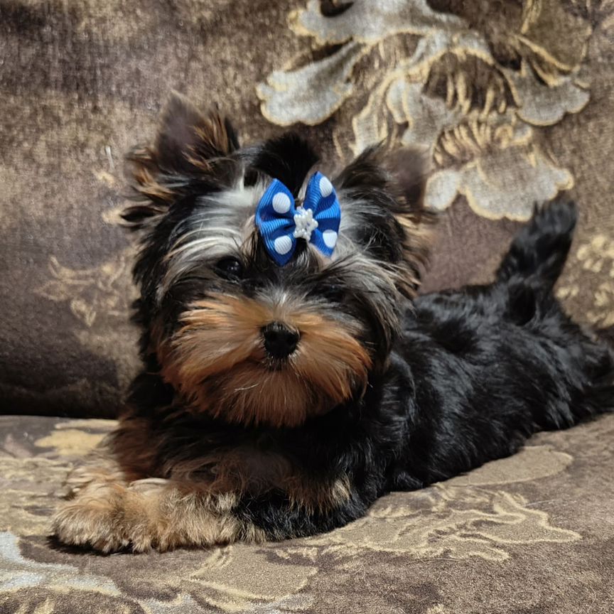 Лучше всех Клеймо Документы РКФ