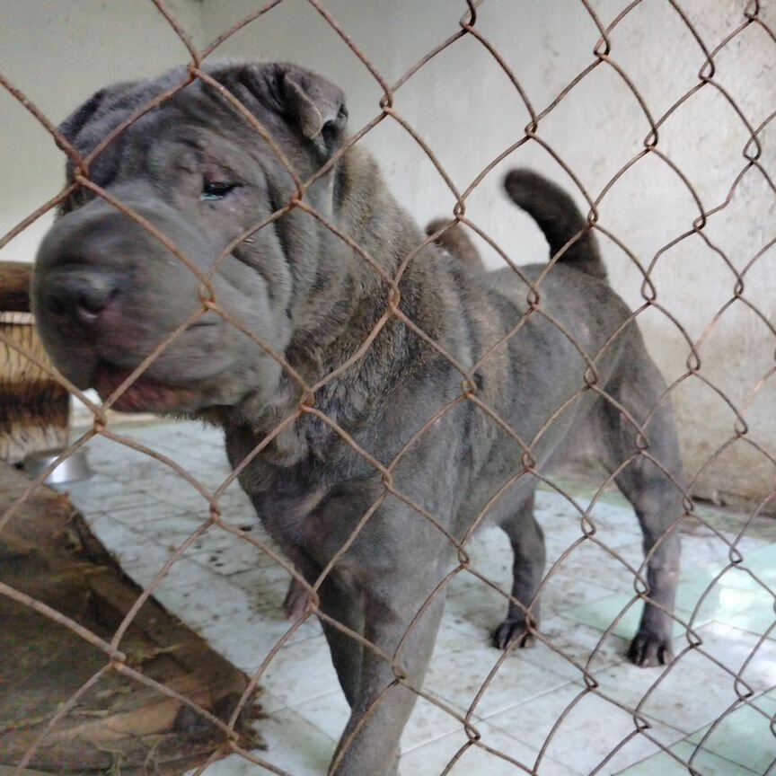 Отдам бесплатно в добрые руки