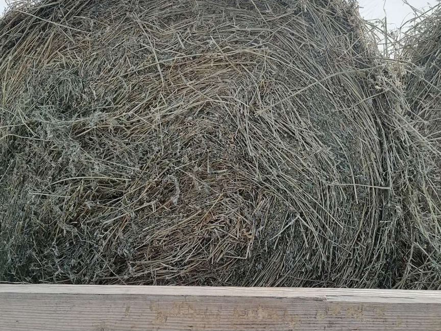 Сено люцерны в рулонах