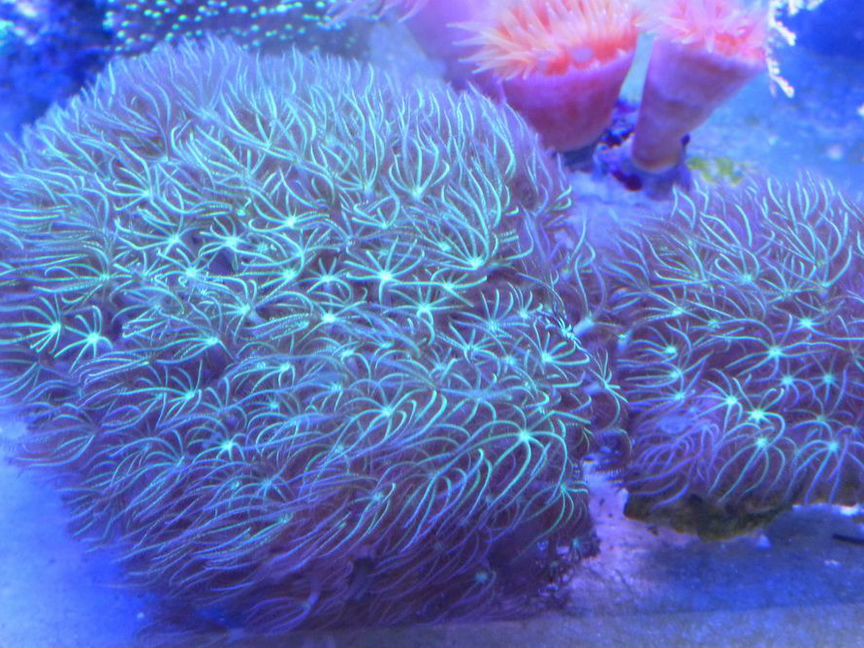 Коралл Клавулярия