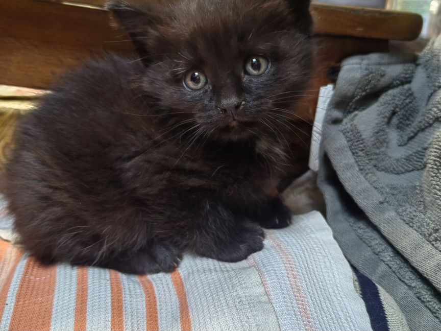 Черные котята 1 месяц