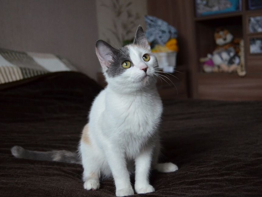 Трехцветный котенок на счастье:)