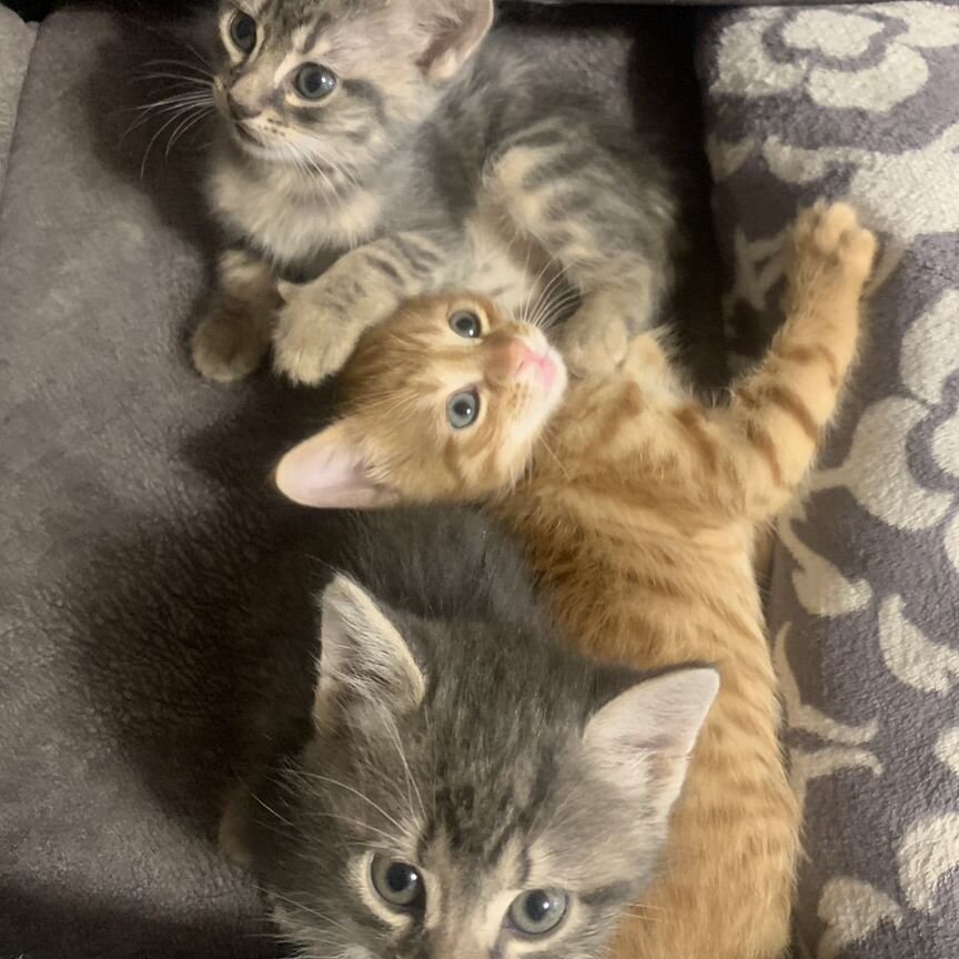 Котята 1.5 мес