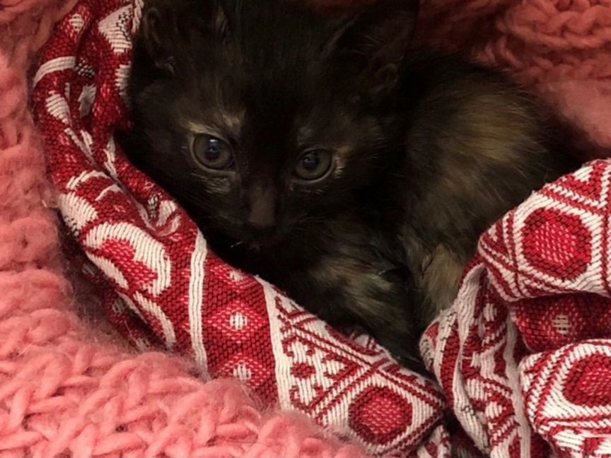 Булочка ищет семью