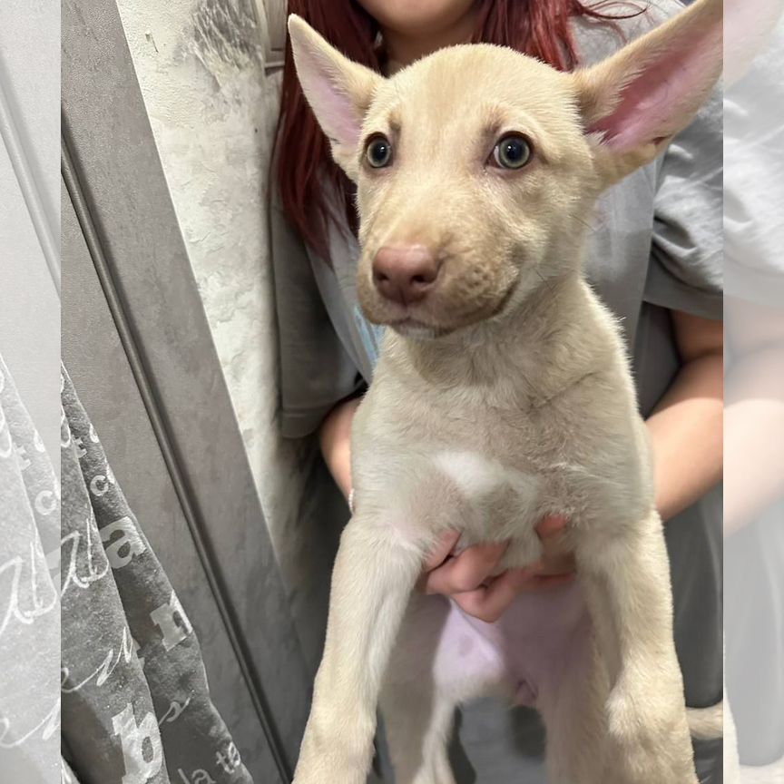 Щенок в добрые руки