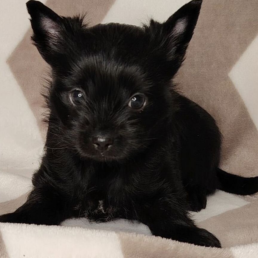 Йоркширский терьер, щенок