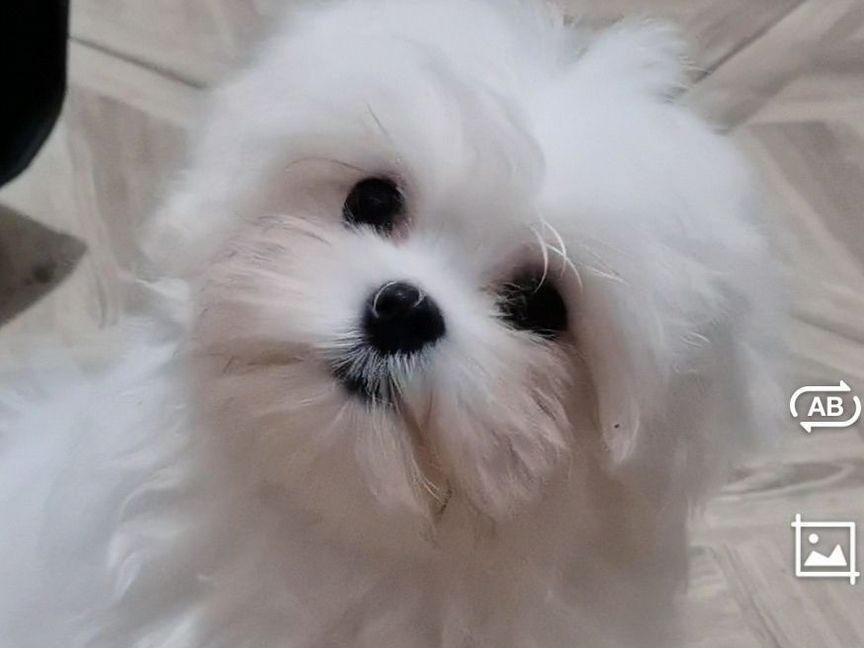 Мальтезе мальчик документы РКФ