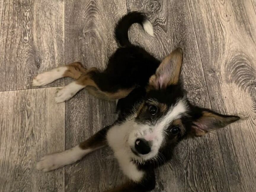 Щенок Машка