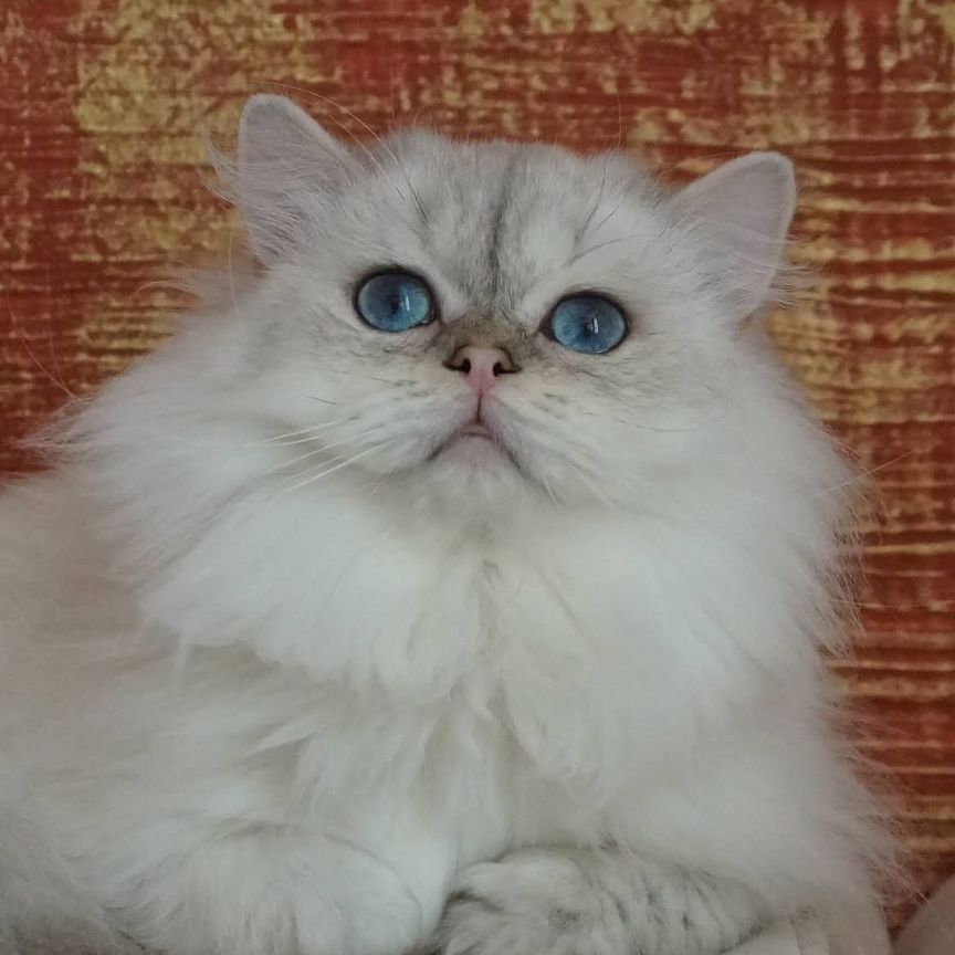 Шотландский котик