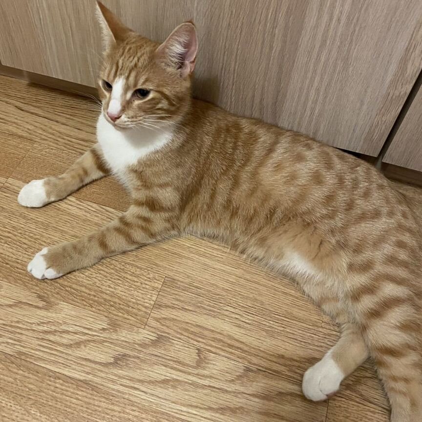 Кошка буся
