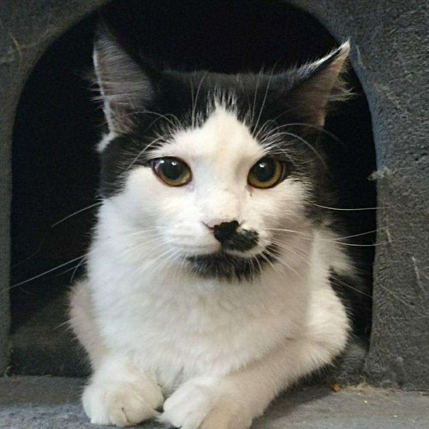 Котёнок подросток Кукла