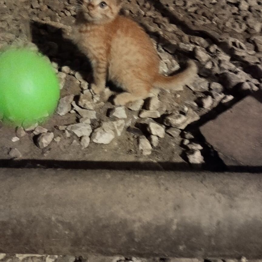 Бездомный котёнок в добрые руки