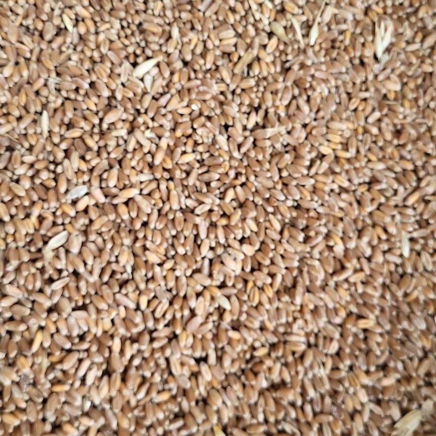 Зерно пшеница