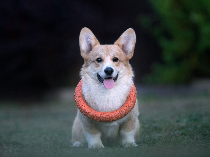 Вельш Корги Пемброк