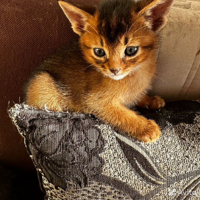 Абиссинские котята