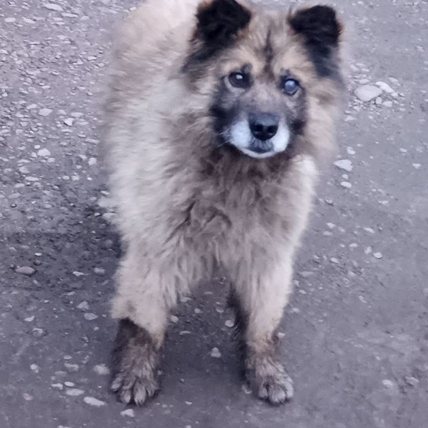 Взрослый пёс в добрые руки