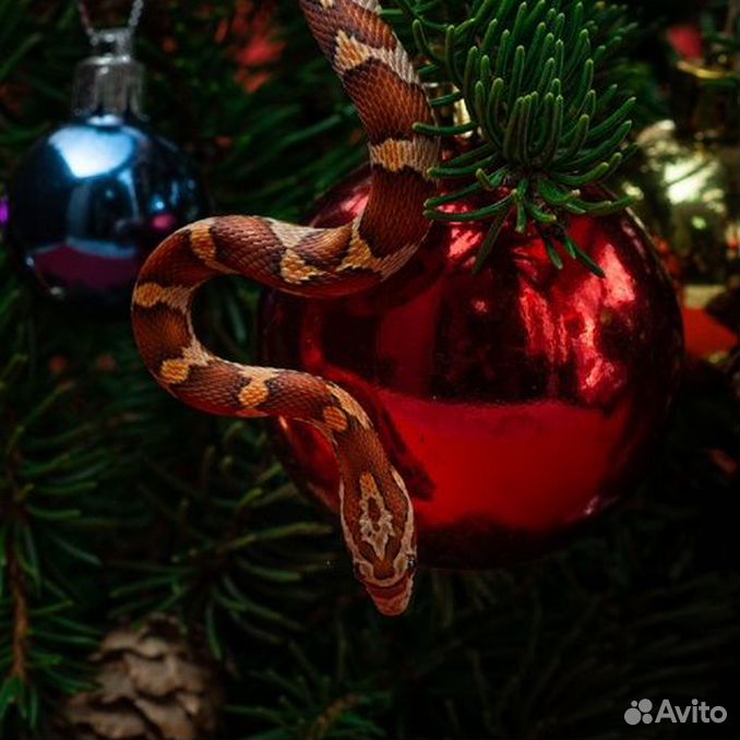 Маисовый полоз (Pantherophis guttatus)