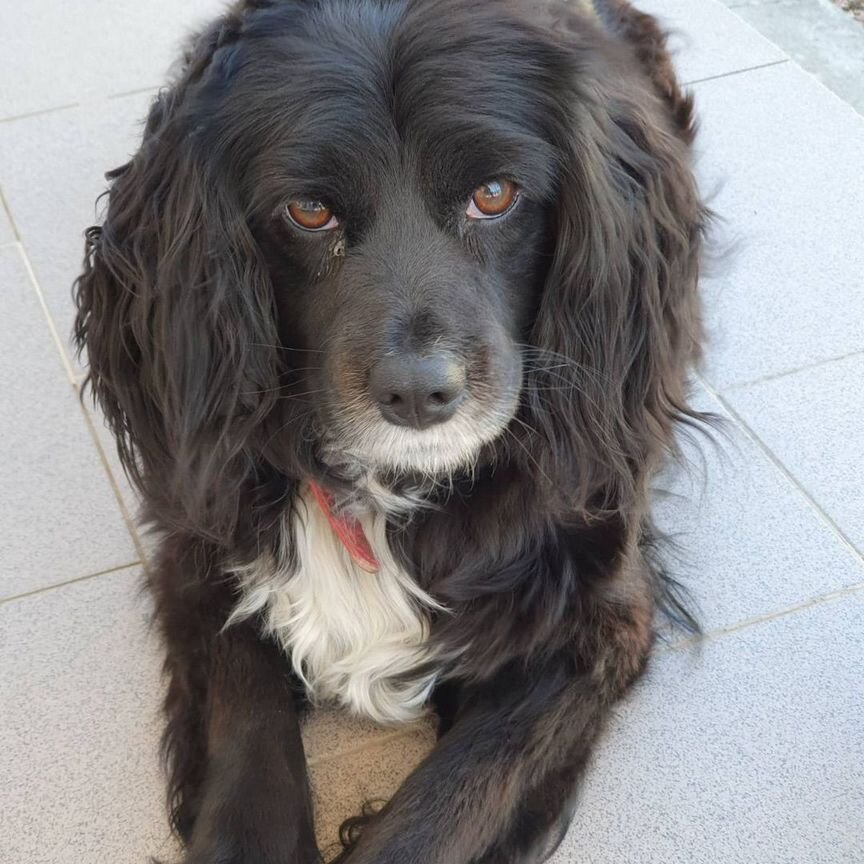 Собака в добрые руки девочка кокер спаниель