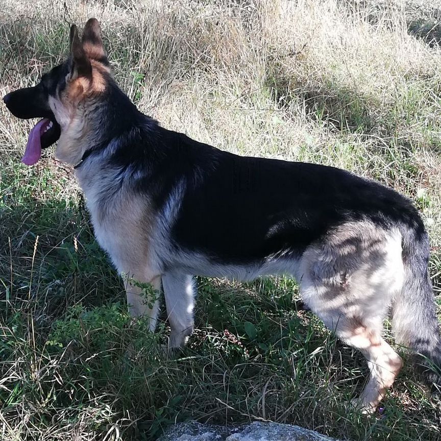 Кобель для вязки немецкая овчарка