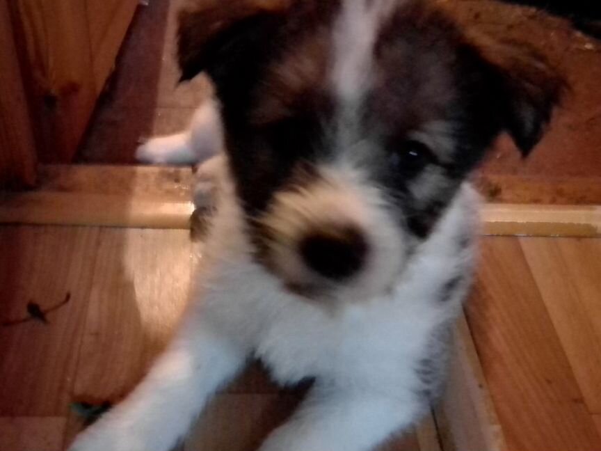 Щенки западно сибирской лайки бесплатно