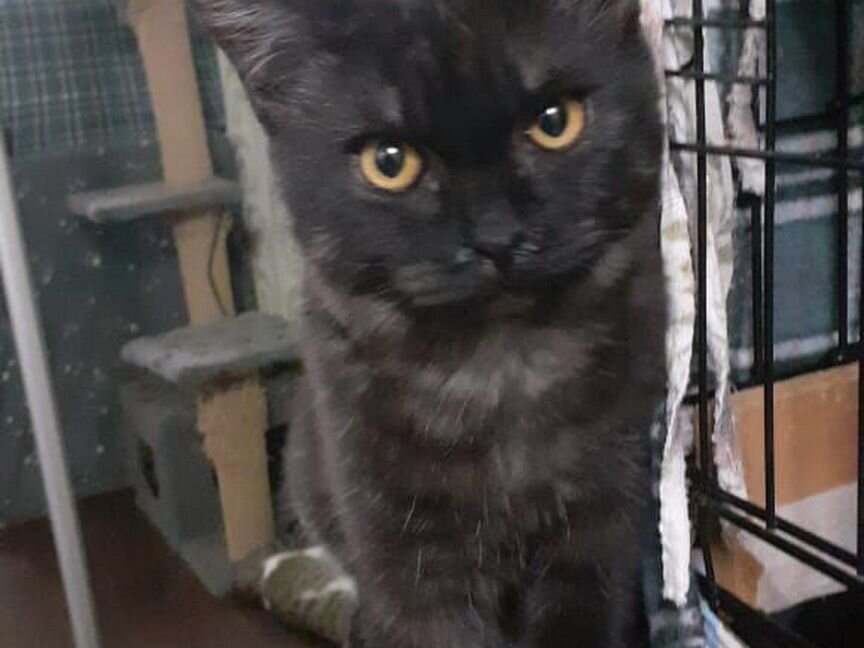 Котёнок Кексик, окрас "чёрный дым"