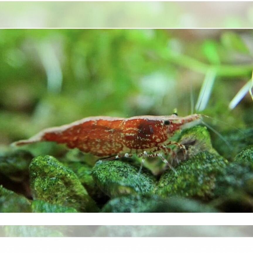 Креветки вишенки подрощенные