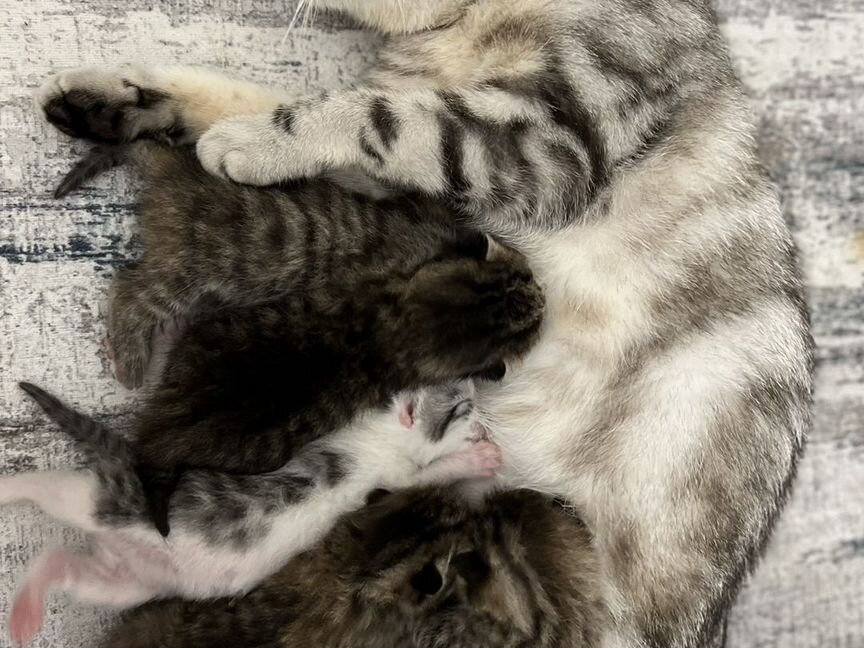 Котята в добрые руки