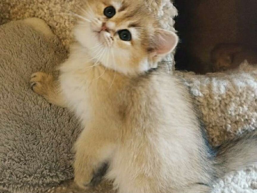 Золотая шиншиллочка с родословной