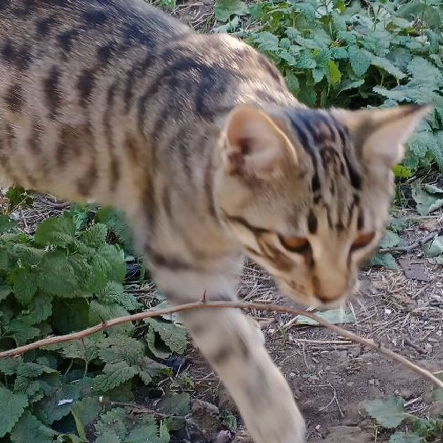 Котята подростки в добрые руки бесплатно