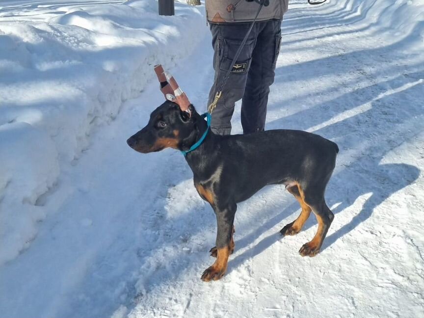 Щенки добермана мальчик