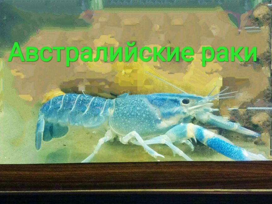 Австралийский красноклешневый рак самец
