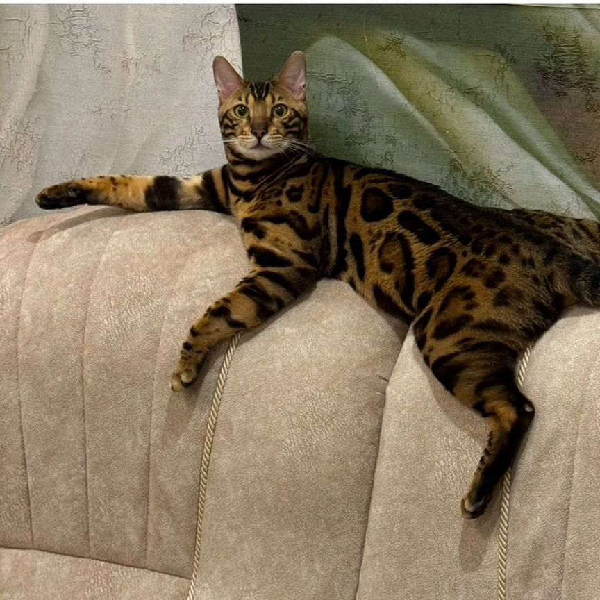 Бенгалец ищет абсолютно белую кошечку для вязки