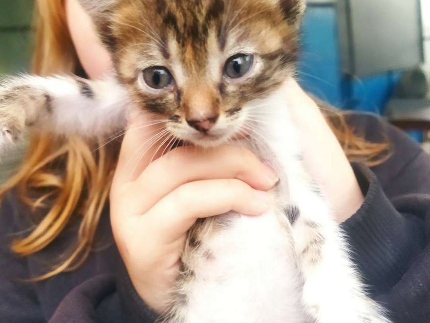 Котята в добрые руки