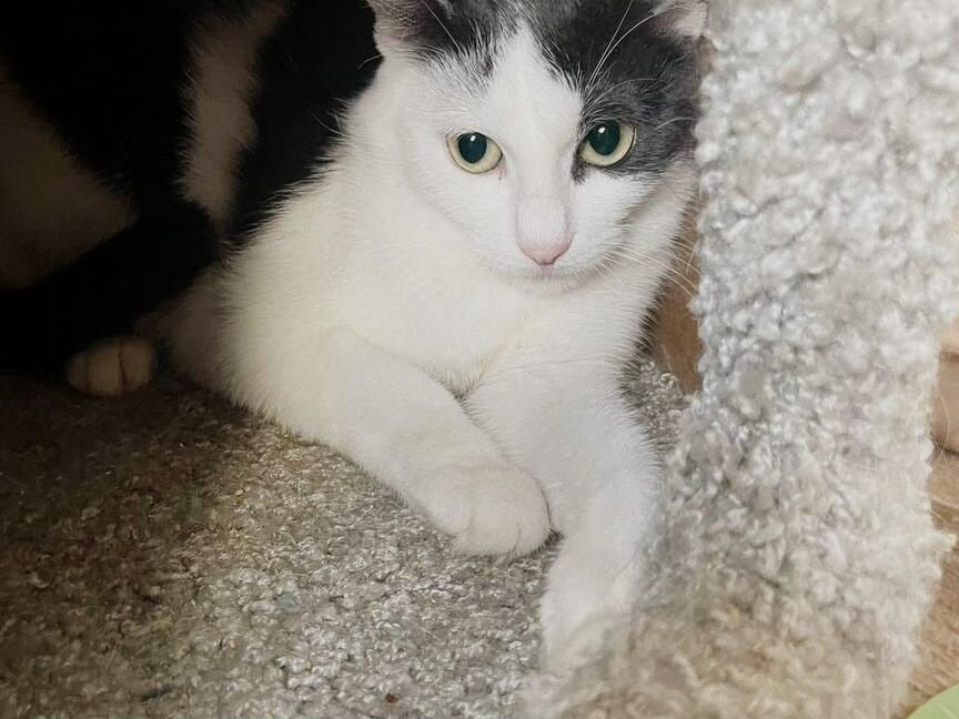 Кошка, которую не замечают