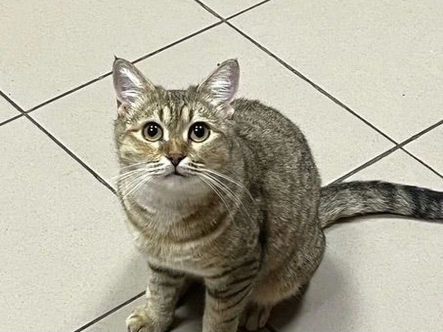 Красивая ласковая полосатая кошка в добрые руки