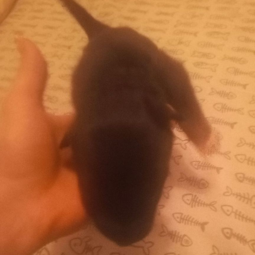 Щенок в добрые руки