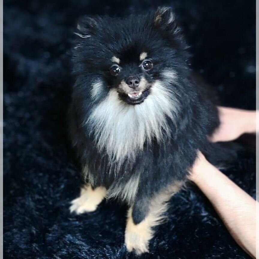 Померанский шпиц, вязка