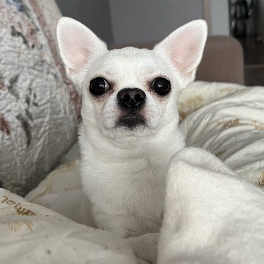 Чихуахуа, взрослая собака