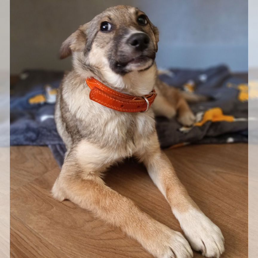 Отдам щенка в частный двор