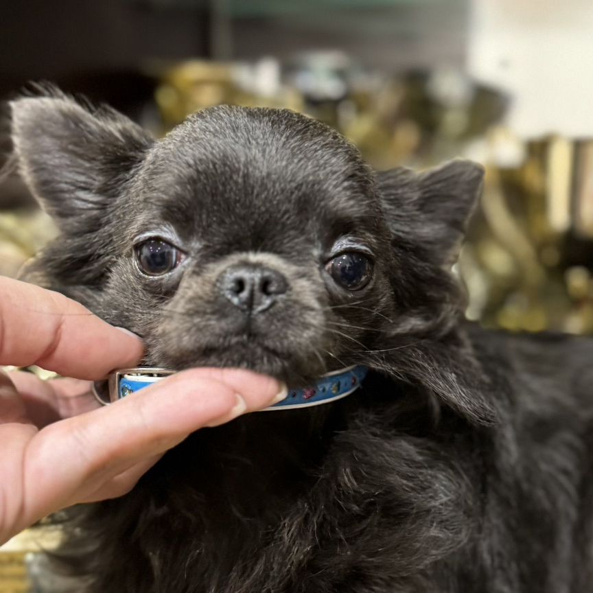 Мальчик дш, голубой окрас