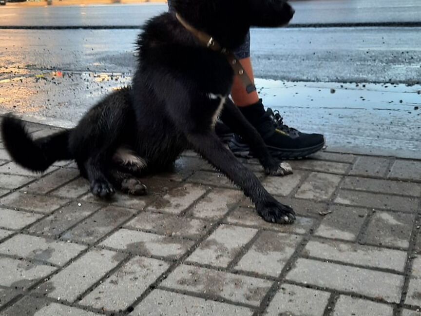 Пёс на остановке