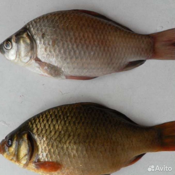 Живой золотой и серебряный карась
