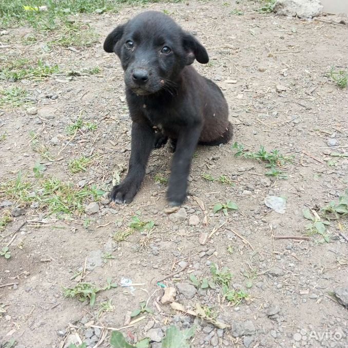 Микромальчик