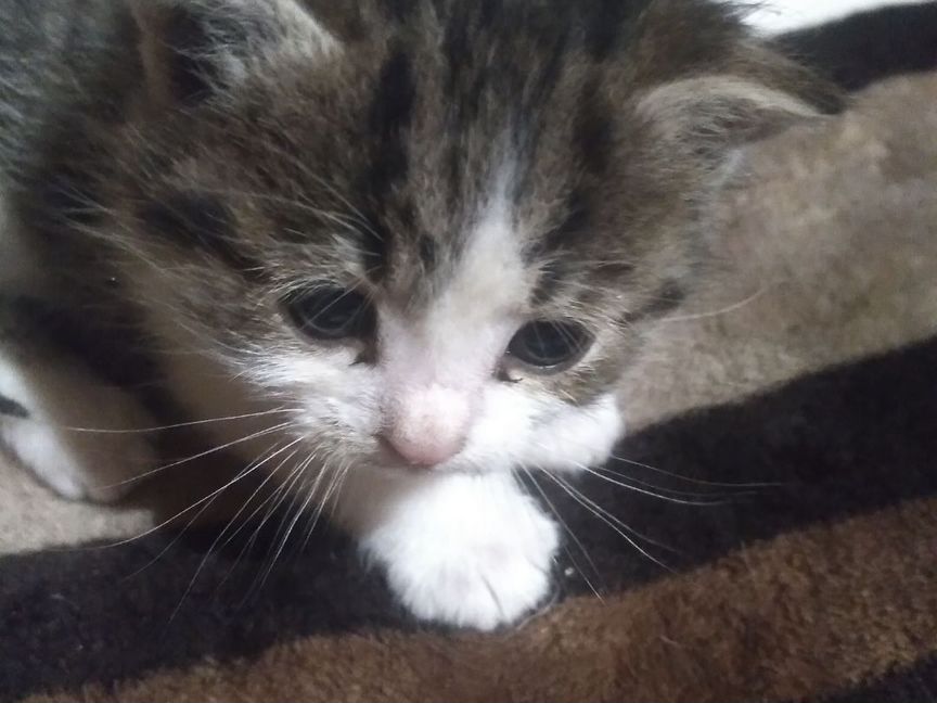 Котик хороший будет мышелов и друг