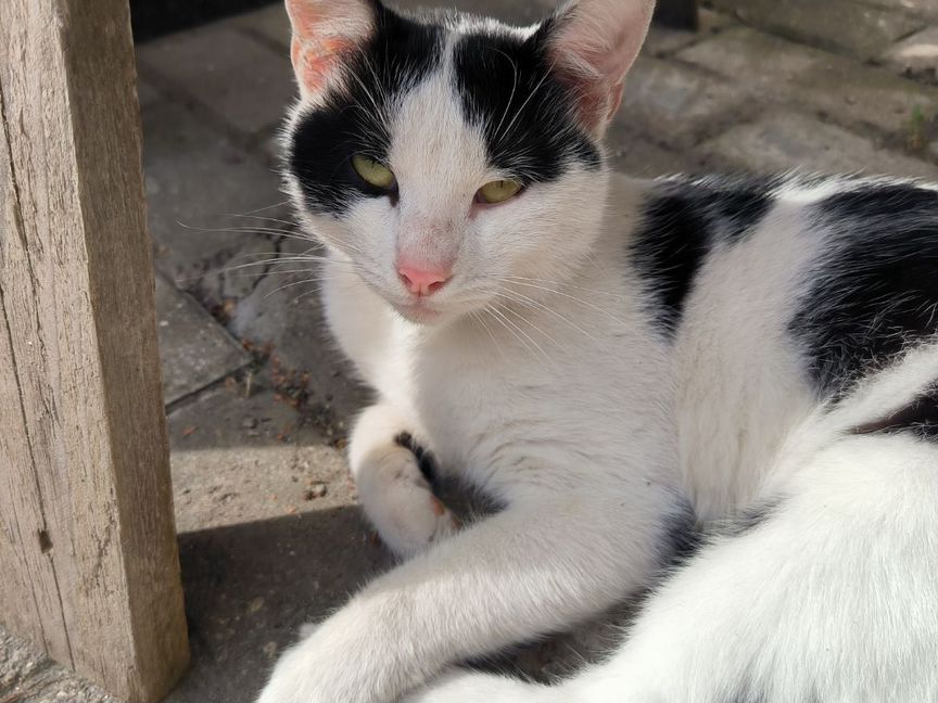 Котейка в дар