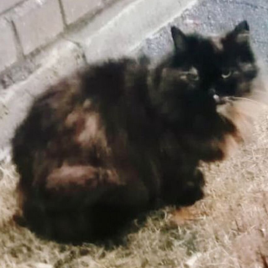 Взрослая кошка в добрые руки