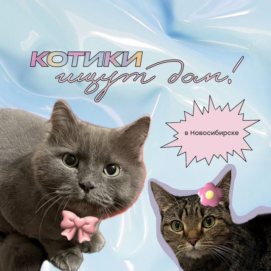 Котики ищут дом