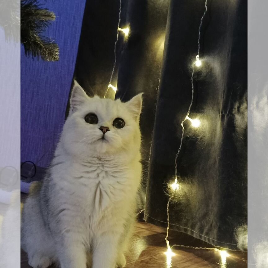 Шотландская прямоухая короткошёрстная, взрослая кошка