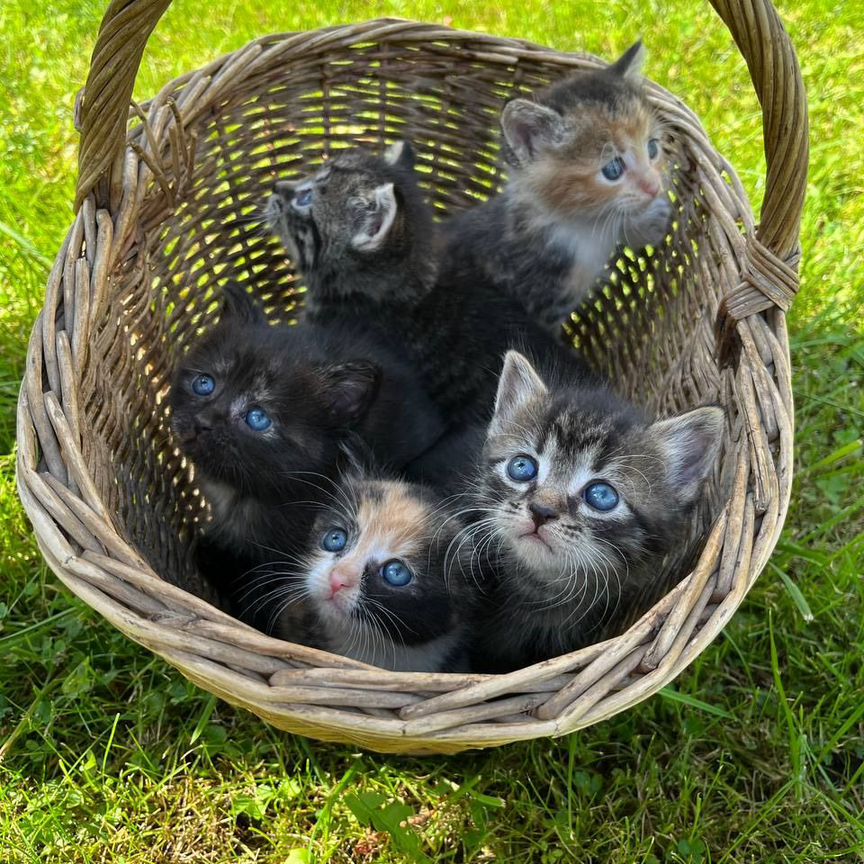 Котята дачники