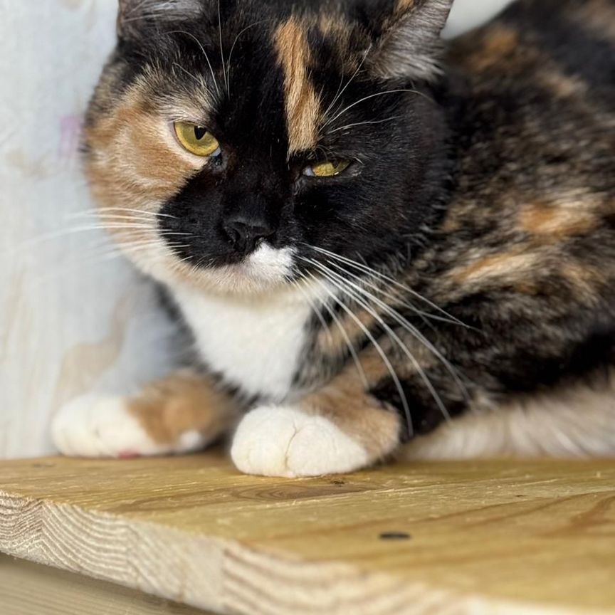 Медея- кошечка из приюта в добрые руки